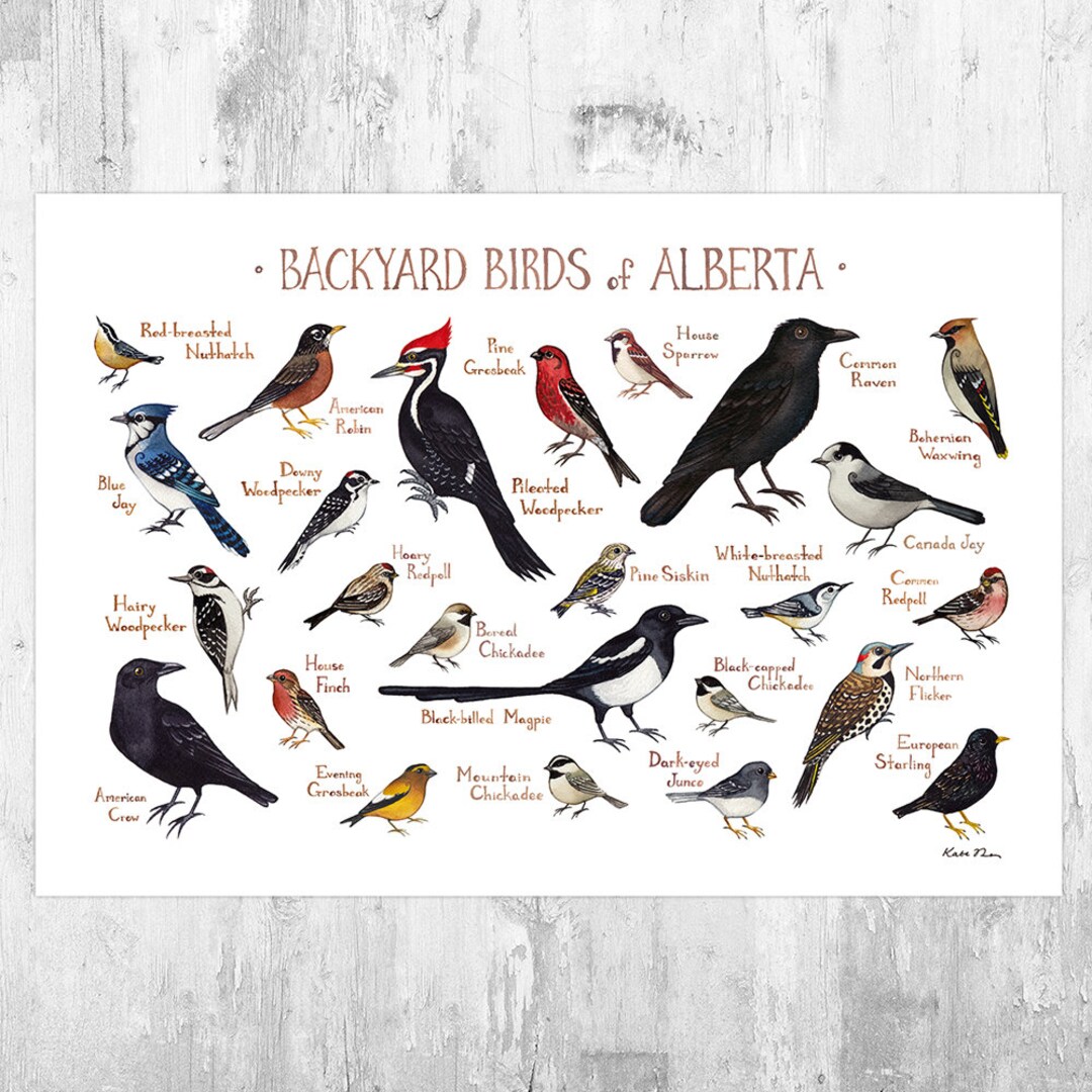 Alberta Backyard Birds Field Guide Art Print / Watercolor - Etsy