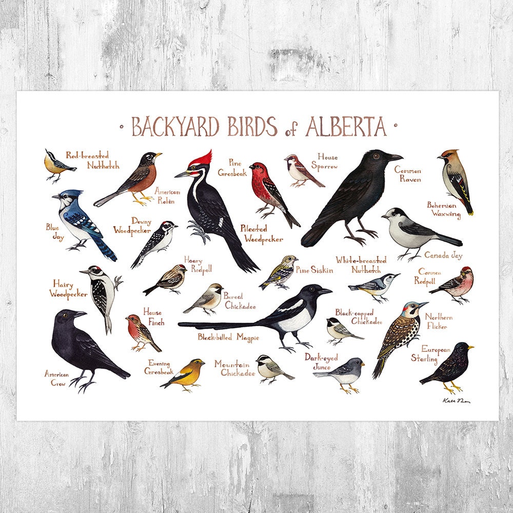 Alberta Backyard Birds Field Guide Art Print / Watercolor - Etsy Canada