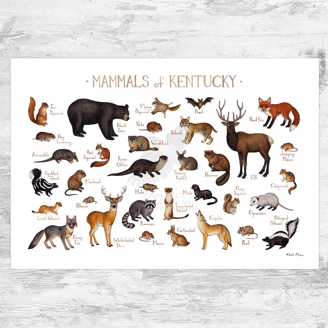 Kentucky Mammals Field Guide Art Print / Animals of Kentucky ...