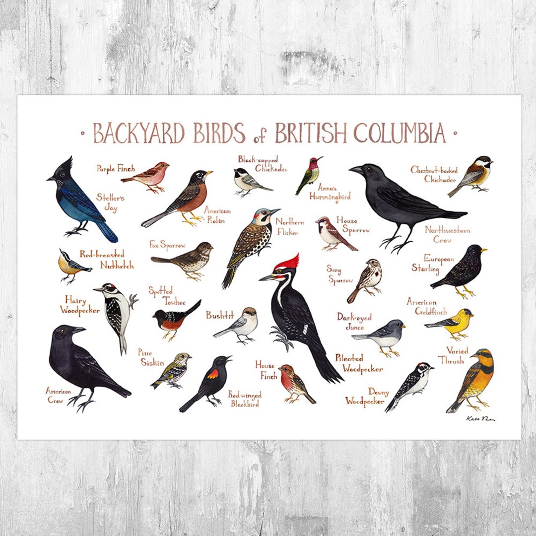 British Columbia Backyard Birds Field Guide Art Print / - Etsy Canada