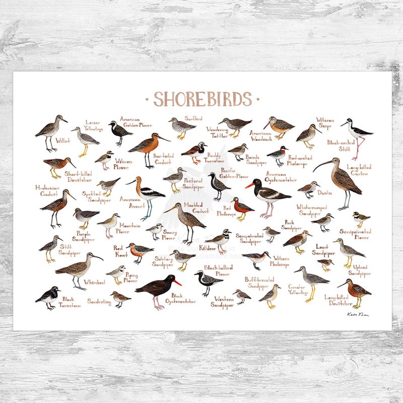 Shorebirds - Etsy