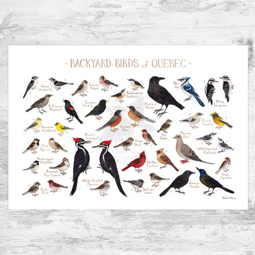 Australia Backyard Birds Field Guide Art Print / Watercolor - Etsy ...