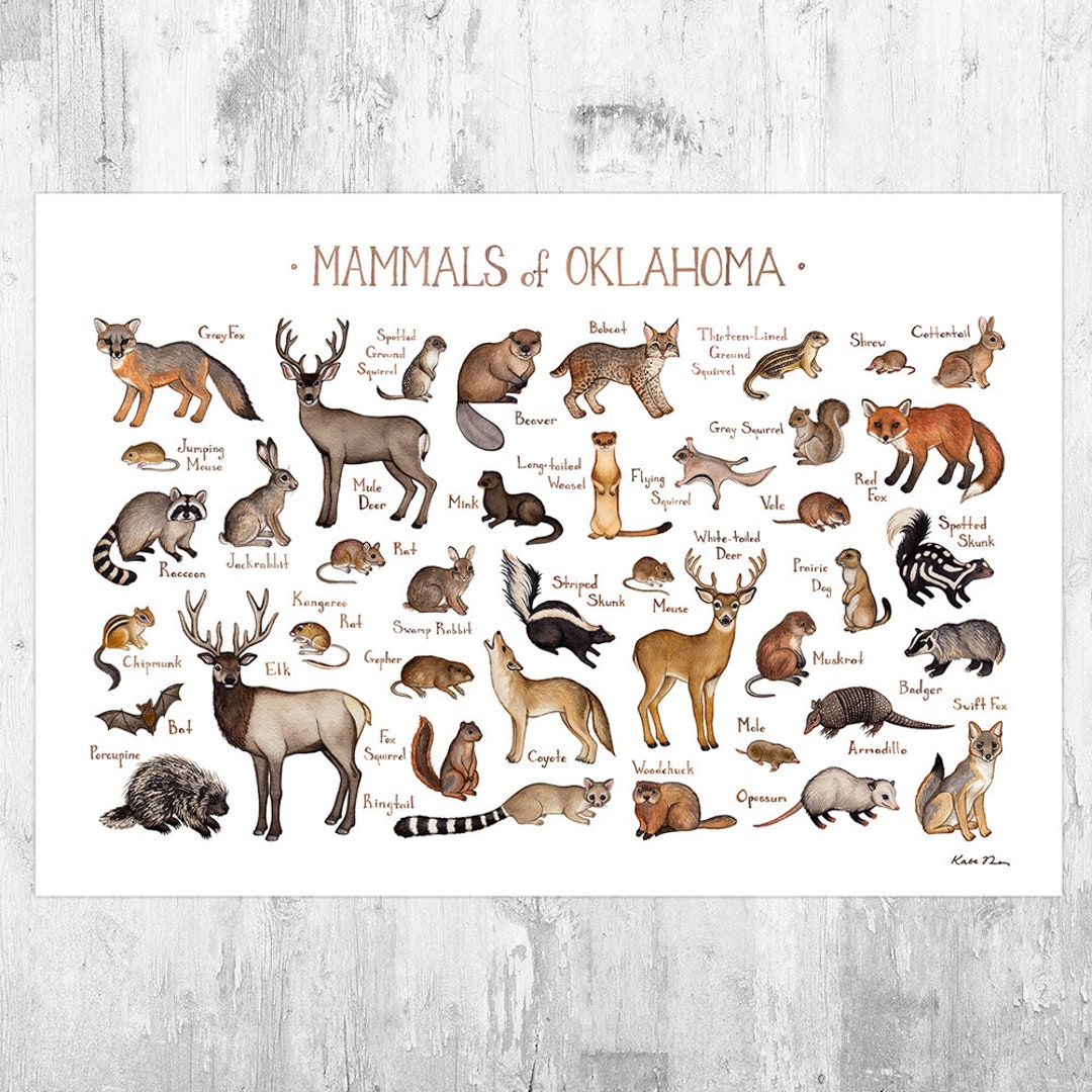 Oklahoma Mammals Field Guide Art Print / Animals of Oklahoma ...