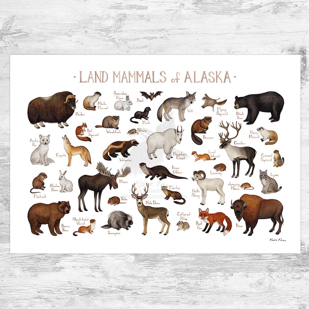 Alaska Land Mammals Field Guide Art Print / Animals of Alaska ...
