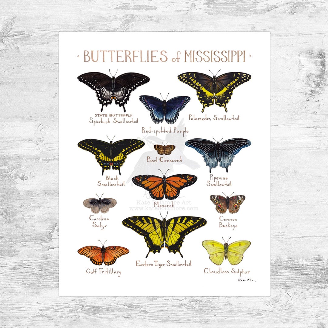 Mississippi Butterflies Field Guide Art Print Mini 8x10 - Etsy