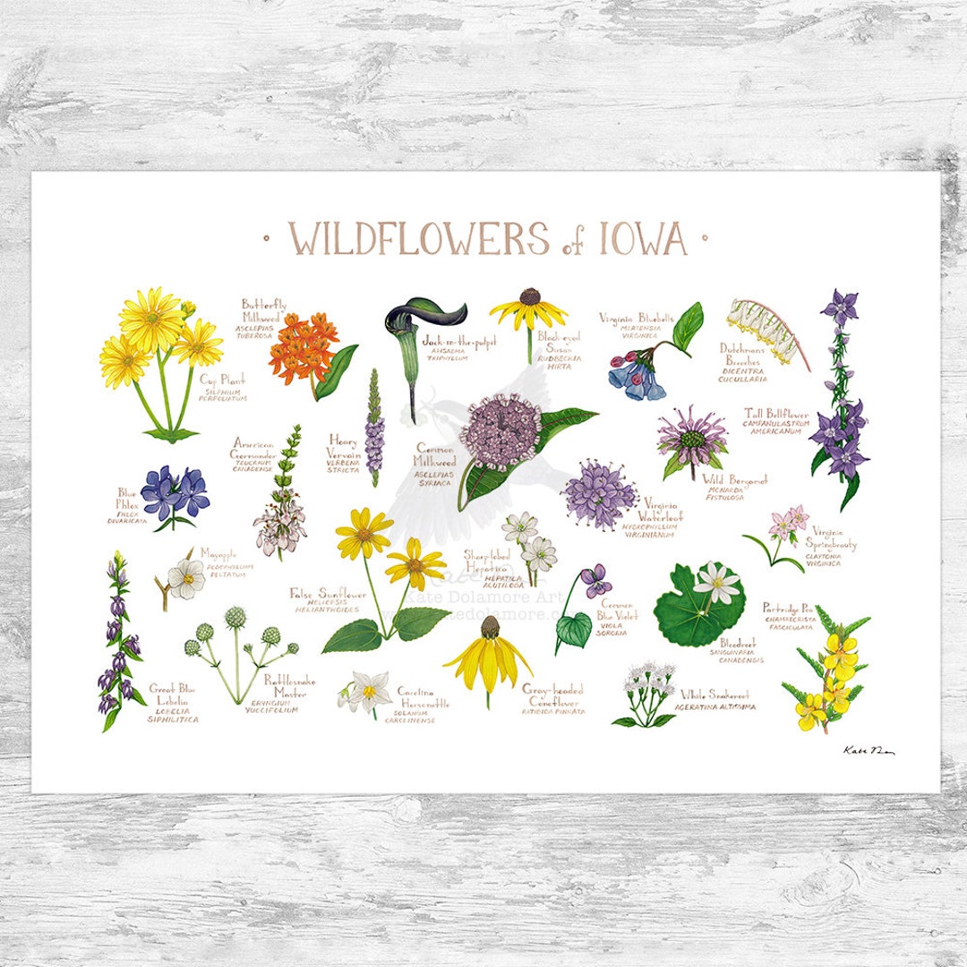 Iowa Wildflowers Field Guide Art Print / Common Flowers of Iowa / Iowa ...