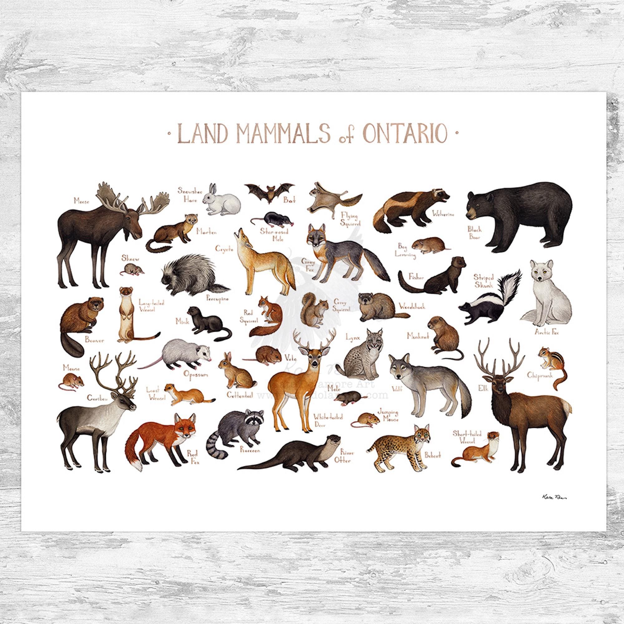 Ontario Land Mammals Field Guide Art Print / Animals of Canada ...