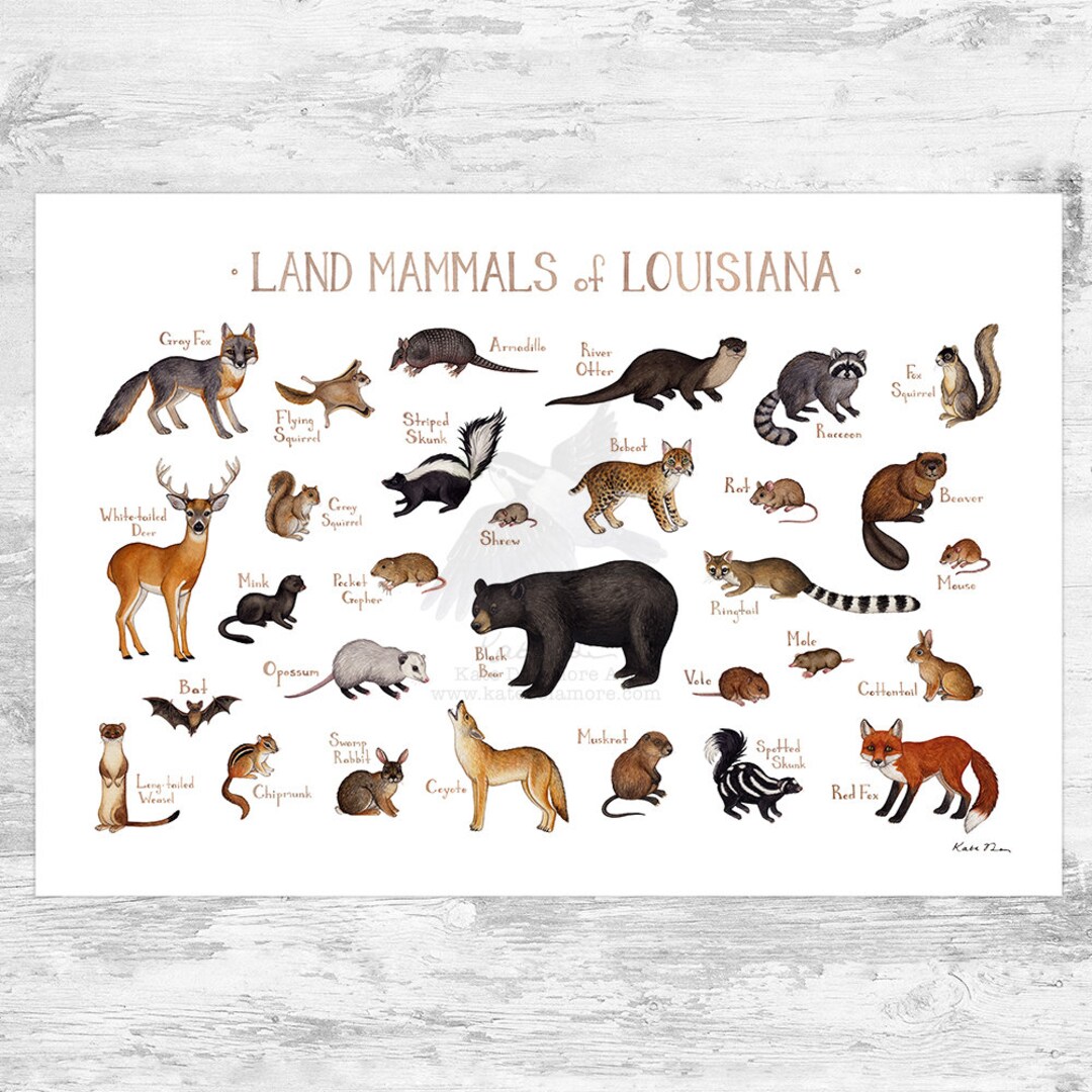 Louisiana Land Mammals Field Guide Art Print / Animals of Louisiana ...