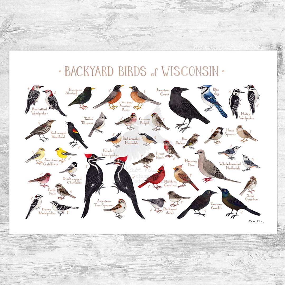 Wisconsin Backyard Birds Field Guide Art Print / Watercolor Painting ...