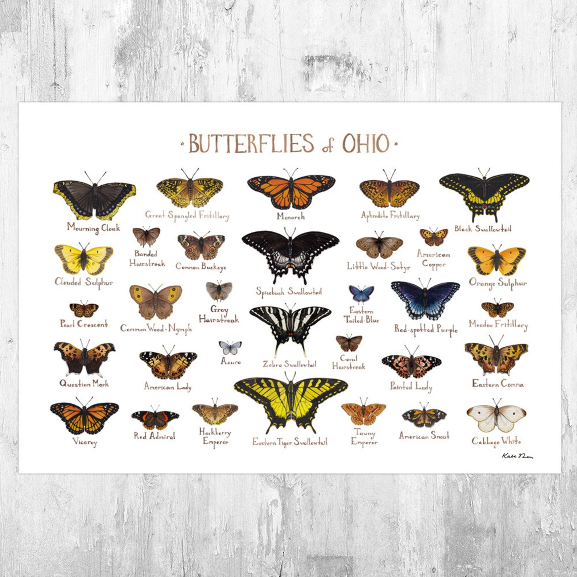 Ohio Butterflies Field Guide Art Print / Butterfly Poster / - Etsy