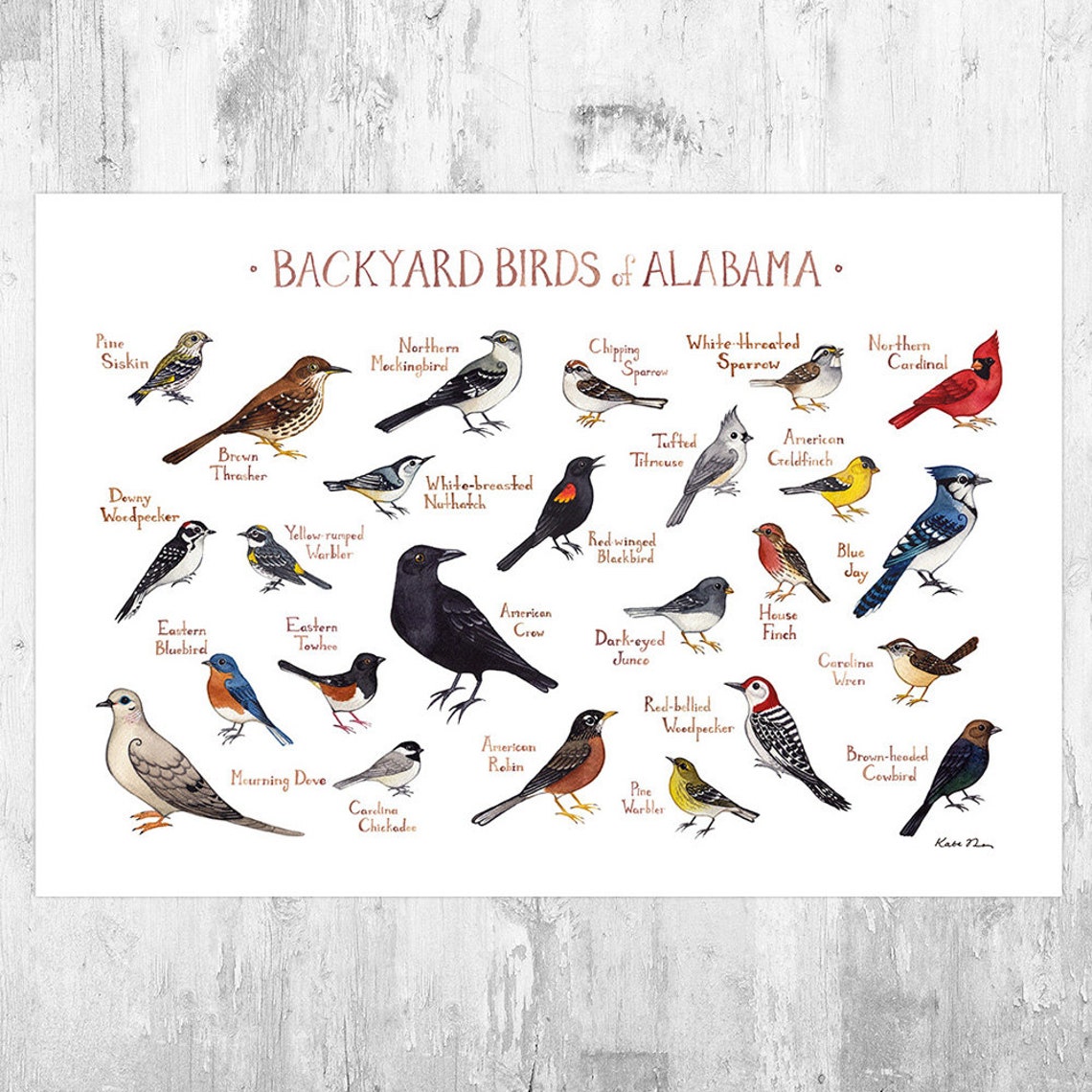 Alabama Backyard Birds Field Guide Art Print / Watercolor - Etsy