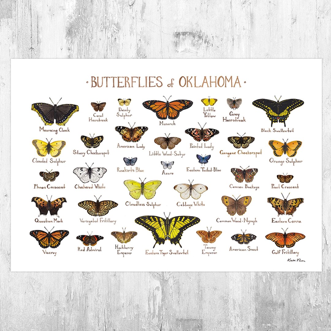 Oklahoma Butterflies Field Guide Art Print / Butterfly Poster ...