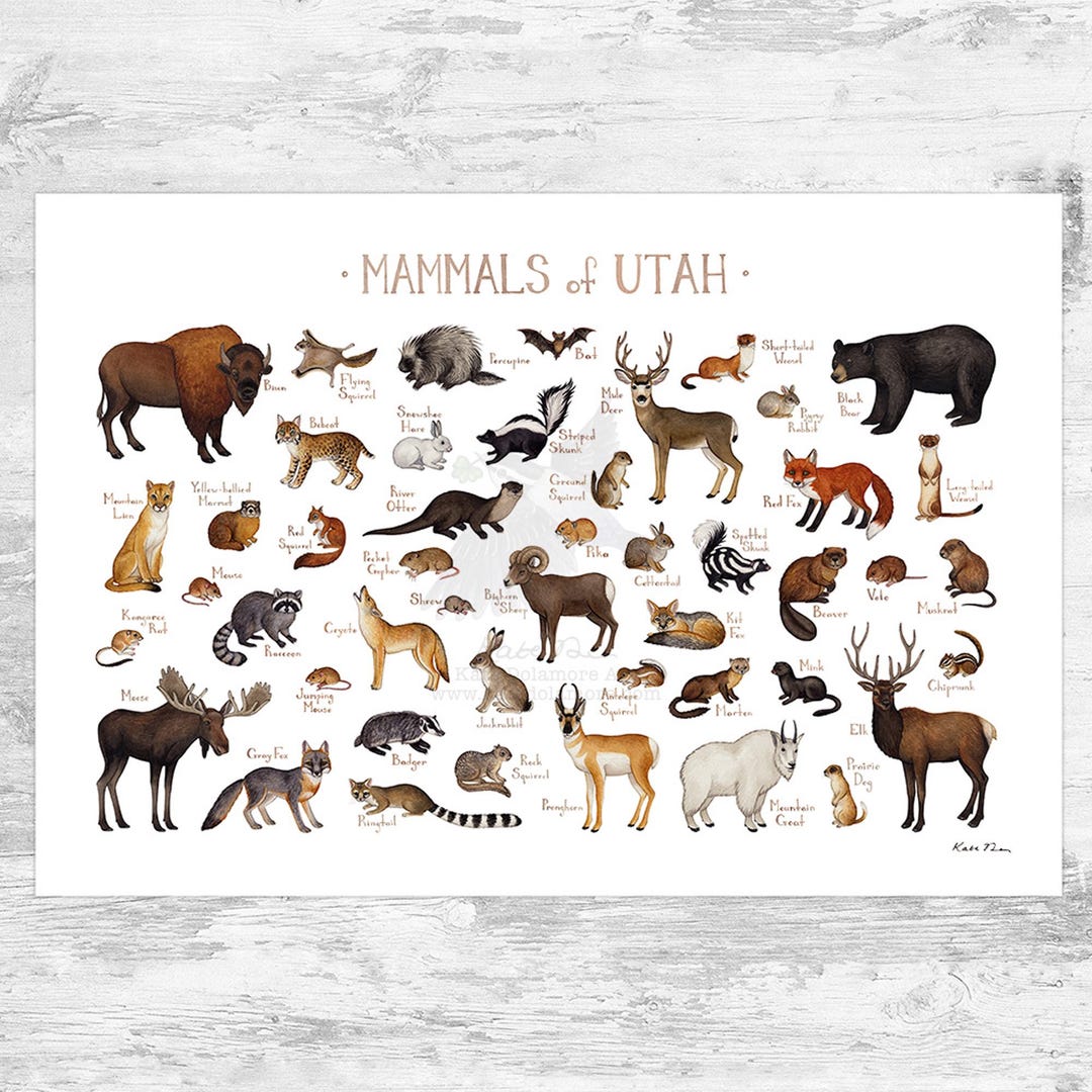 Utah Land Mammals Field Guide Art Print / Animals of Utah / Watercolor ...