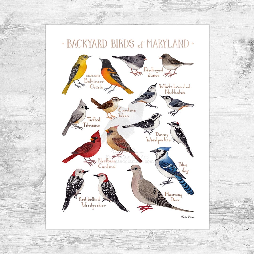 Maryland Backyard Birds Field Guide Art Print Mini 8x10 - Etsy