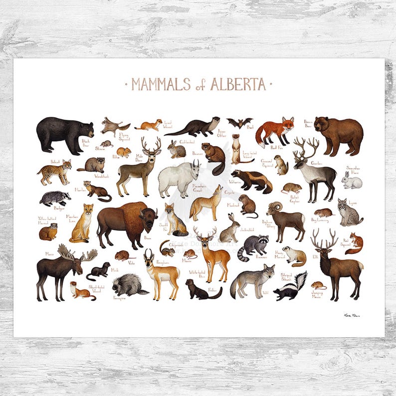 Alberta Mammals Field Guide Art Print / Animals of Canada / Canadian ...