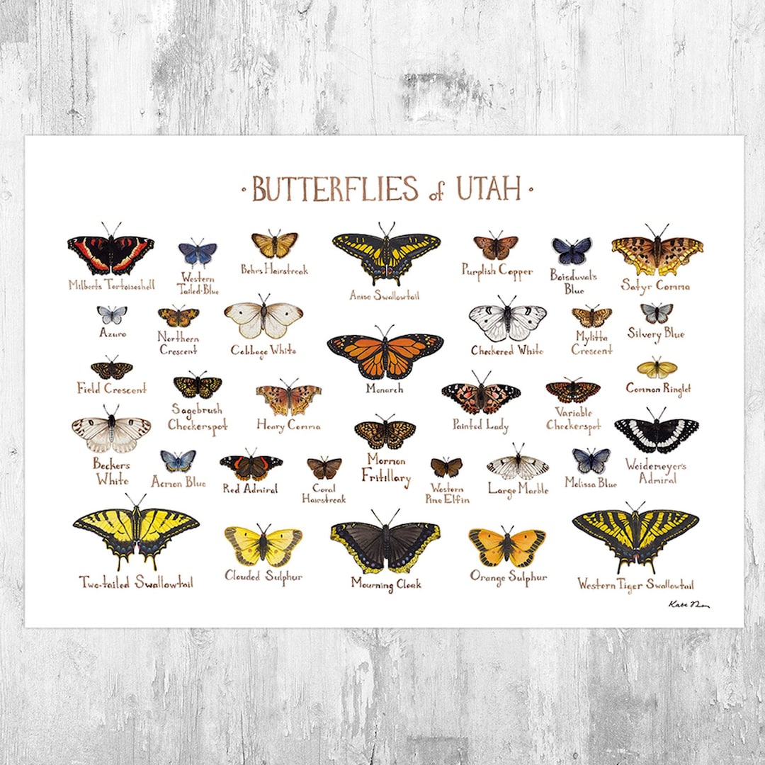 Utah Butterflies Field Guide Art Print / Butterfly Poster / Watercolor ...