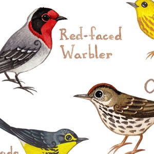 Warblers of North America Field Guide Art Print / Watercolor Migratory ...