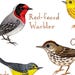 Warblers of North America Field Guide Art Print / Watercolor Migratory ...
