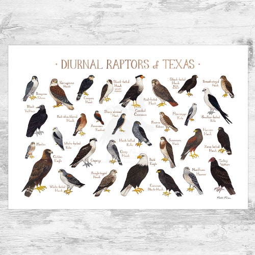 Virginia Diurnal Raptors Field Guide Art Print / Hawks - Etsy