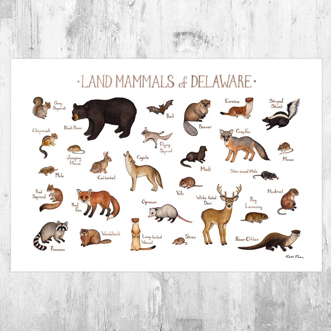 Delaware Land Mammals Field Guide Art Print / Animals of - Etsy