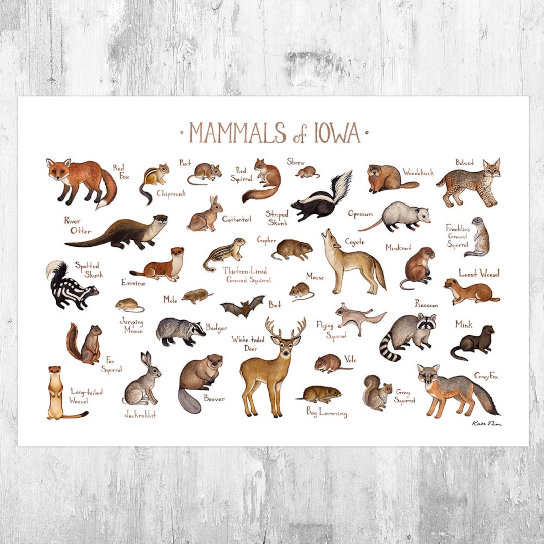 Iowa Mammals Field Guide Art Print / Animals of Iowa / Watercolor ...