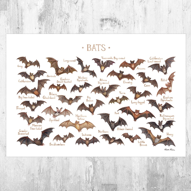 Bat Poster - Etsy