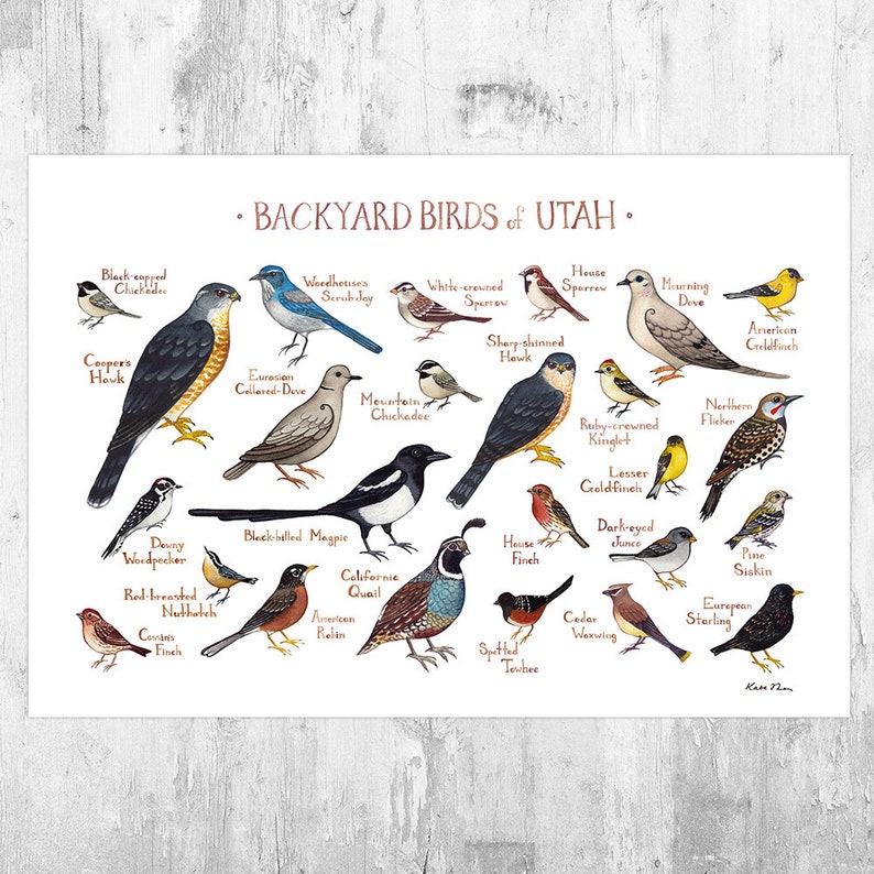 Utah Backyard Birds Field Guide Art Print / Watercolor - Etsy New Zealand