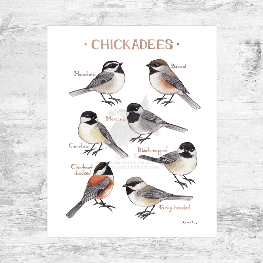 Chickadees of North America Art Print / 8x10 Bird Study Nature Art - Etsy