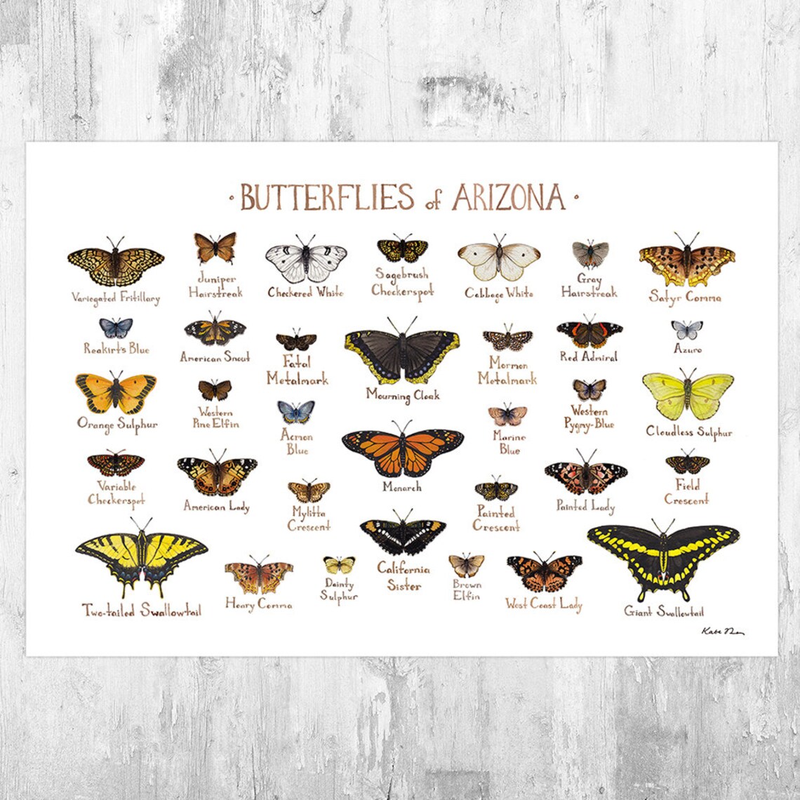 Arizona Butterflies Field Guide Art Print / Butterfly Poster / - Etsy