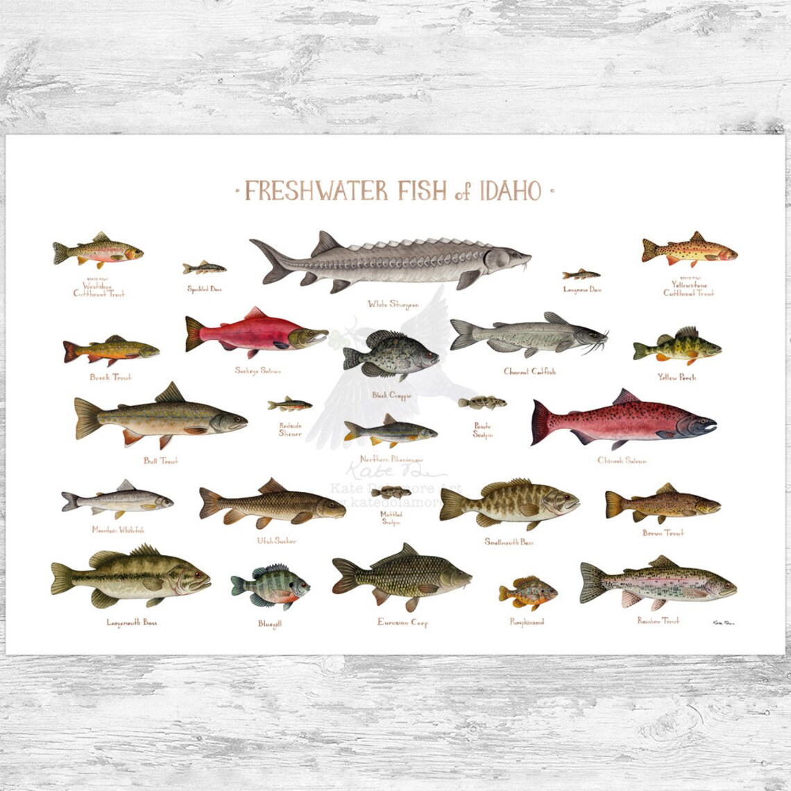 Idaho Freshwater Fish Field Guide Art Print / Fish Nature Study Poster ...
