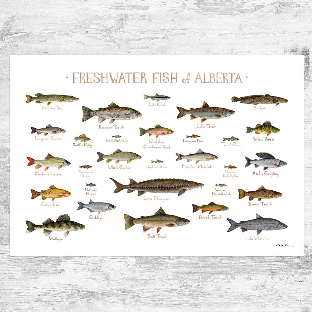 Alberta Freshwater Fish Field Guide Art Print / Fish Nature Study ...