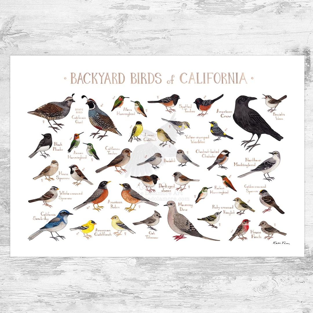 California Backyard Birds Field Guide Art Print / Watercolor Painting ...
