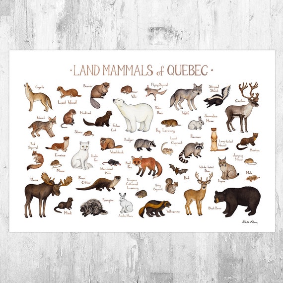 Quebec Land Mammals Field Guide Art Print / Animals of Canada | Etsy