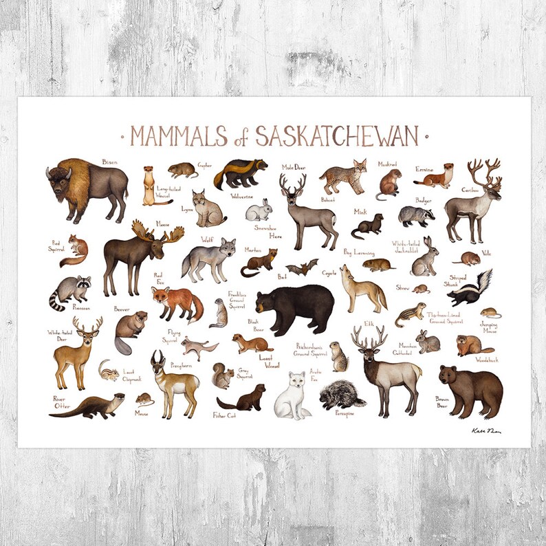 Saskatchewan Mammals Field Guide Art Print / Animals of Canada - Etsy ...