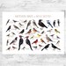 Illinois Backyard Birds Field Guide Art Print / Watercolor Painting ...