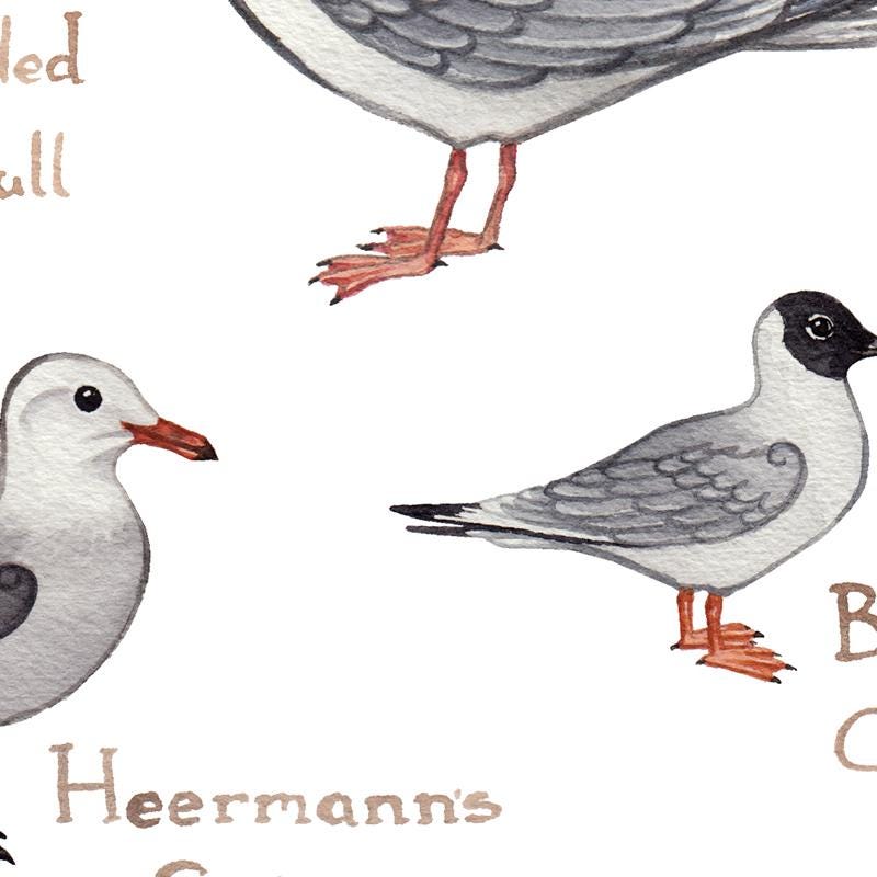 Gulls & Terns of North America Field Guide Art Print / Coastal Beach ...