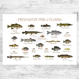 Florida Freshwater Fish Field Guide Art Print / Fish Nature Study ...
