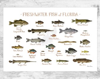 Connecticut Freshwater Fish Field Guide Art Print / Fish | Etsy