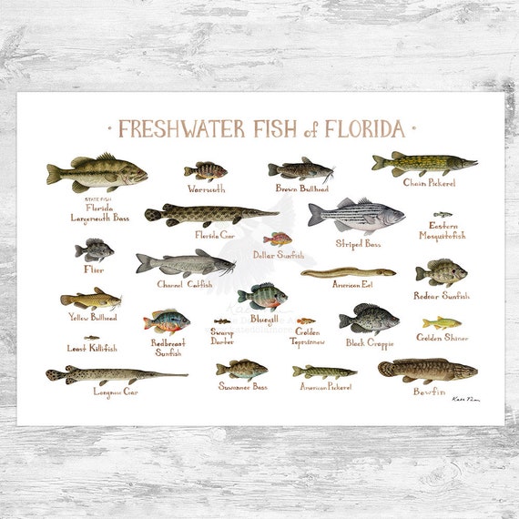 Florida Freshwater Fish Field Guide Art Print / Fish Nature - Etsy