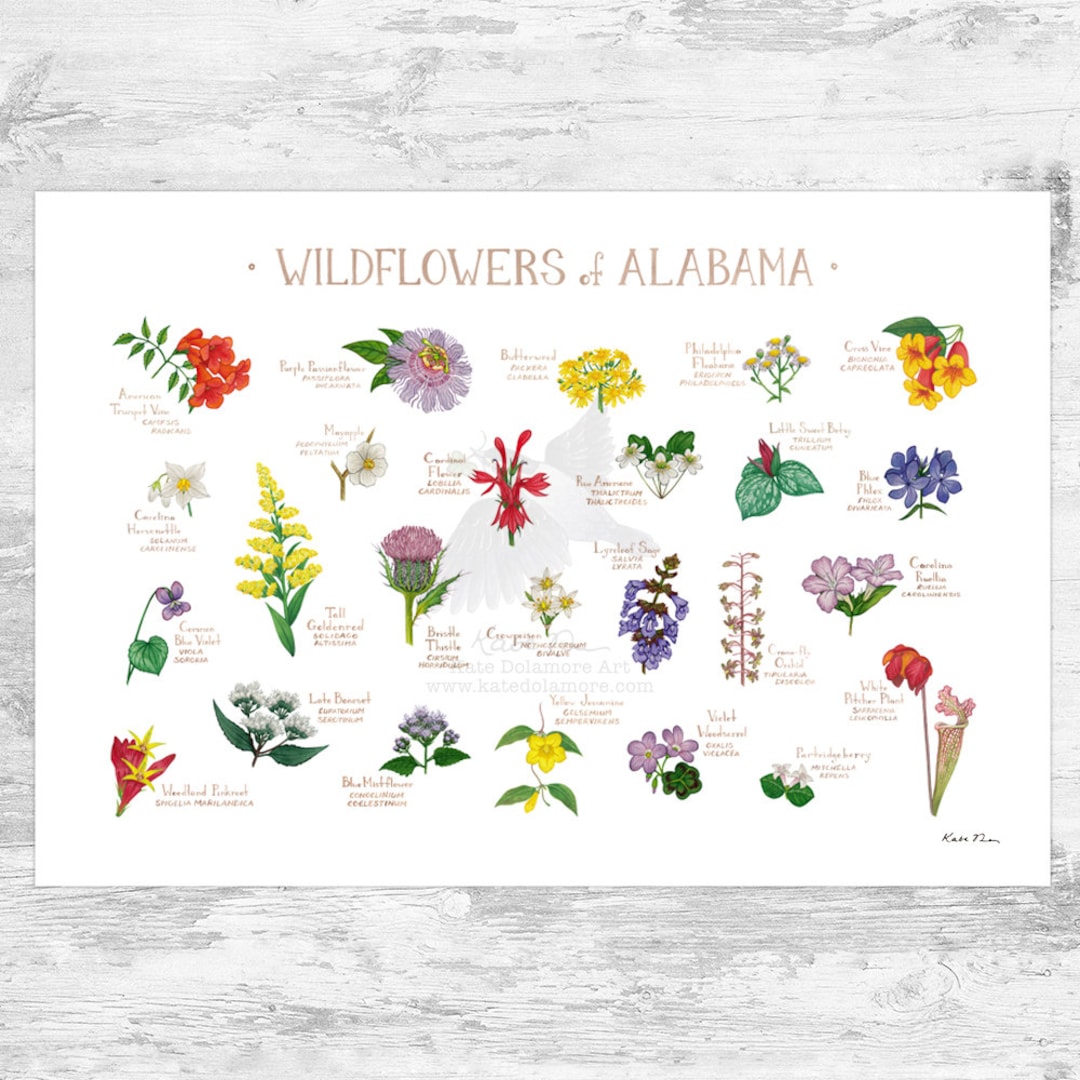 Alabama Wildflowers Field Guide Art Print / Common Flowers of Alabama ...