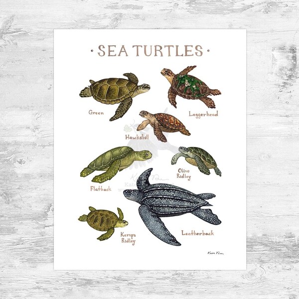 Sea Turtle Poster - Etsy