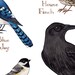 New Jersey Backyard Birds Field Guide Art Print / Watercolor Painting ...