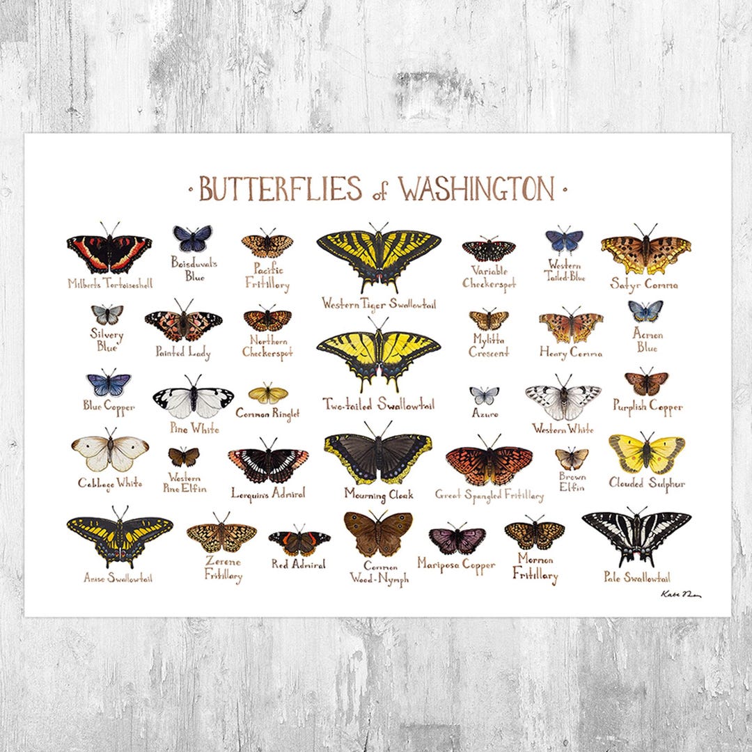 Washington Butterflies Field Guide Art Print / Butterfly Poster ...