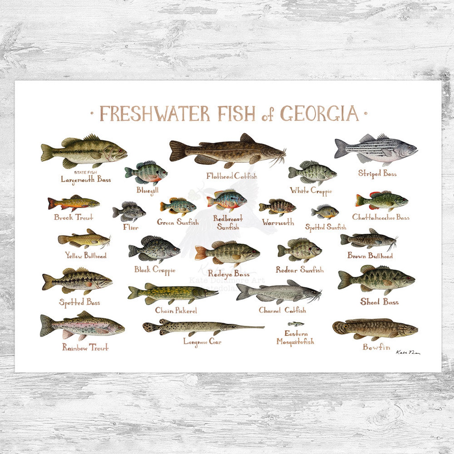 Georgia Freshwater Fish Field Guide Art Print / Fish Nature Study ...