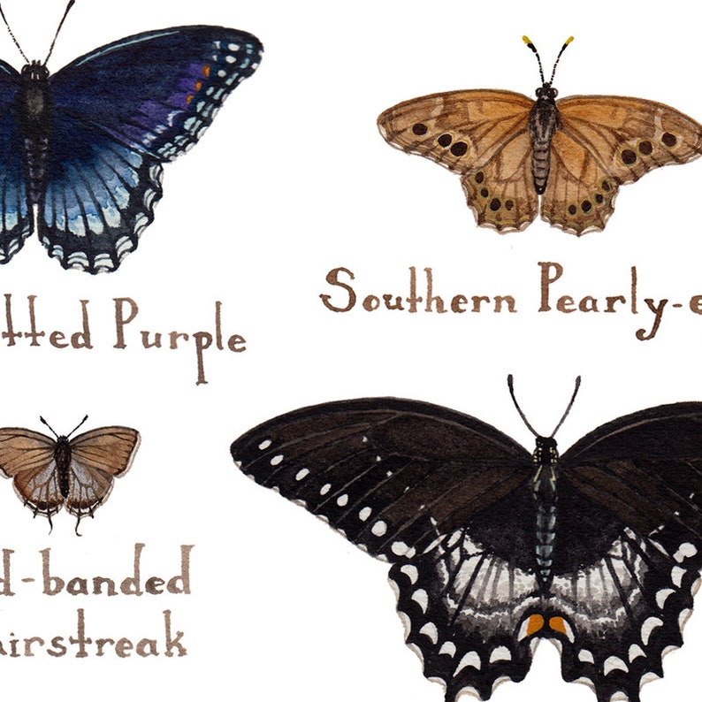 Georgia Butterflies Field Guide Art Print / Butterfly Poster / | Etsy