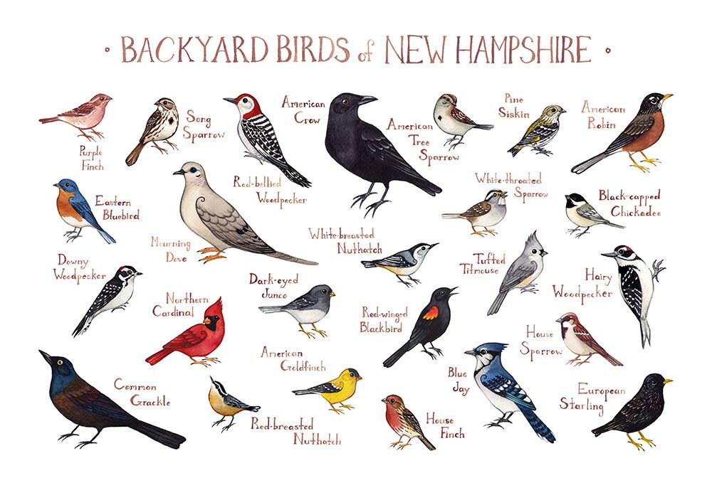 New Hampshire Backyard Birds Field Guide Art Print / | Etsy