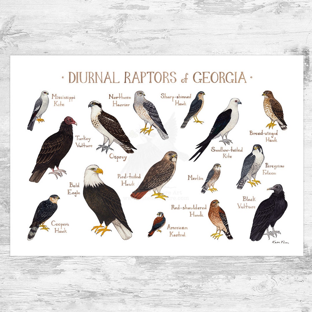 Georgia Diurnal Raptors Field Guide Art Print / Hawks, Falcons, Eagles ...