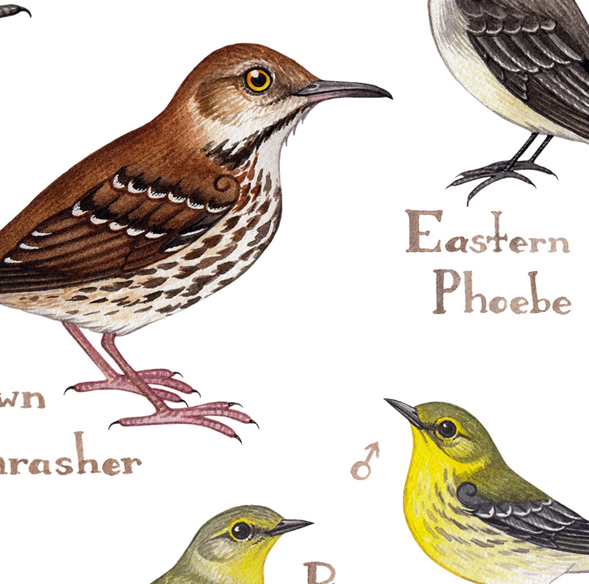 Florida Backyard Birds Field Guide Art Print / Watercolor Painting ...