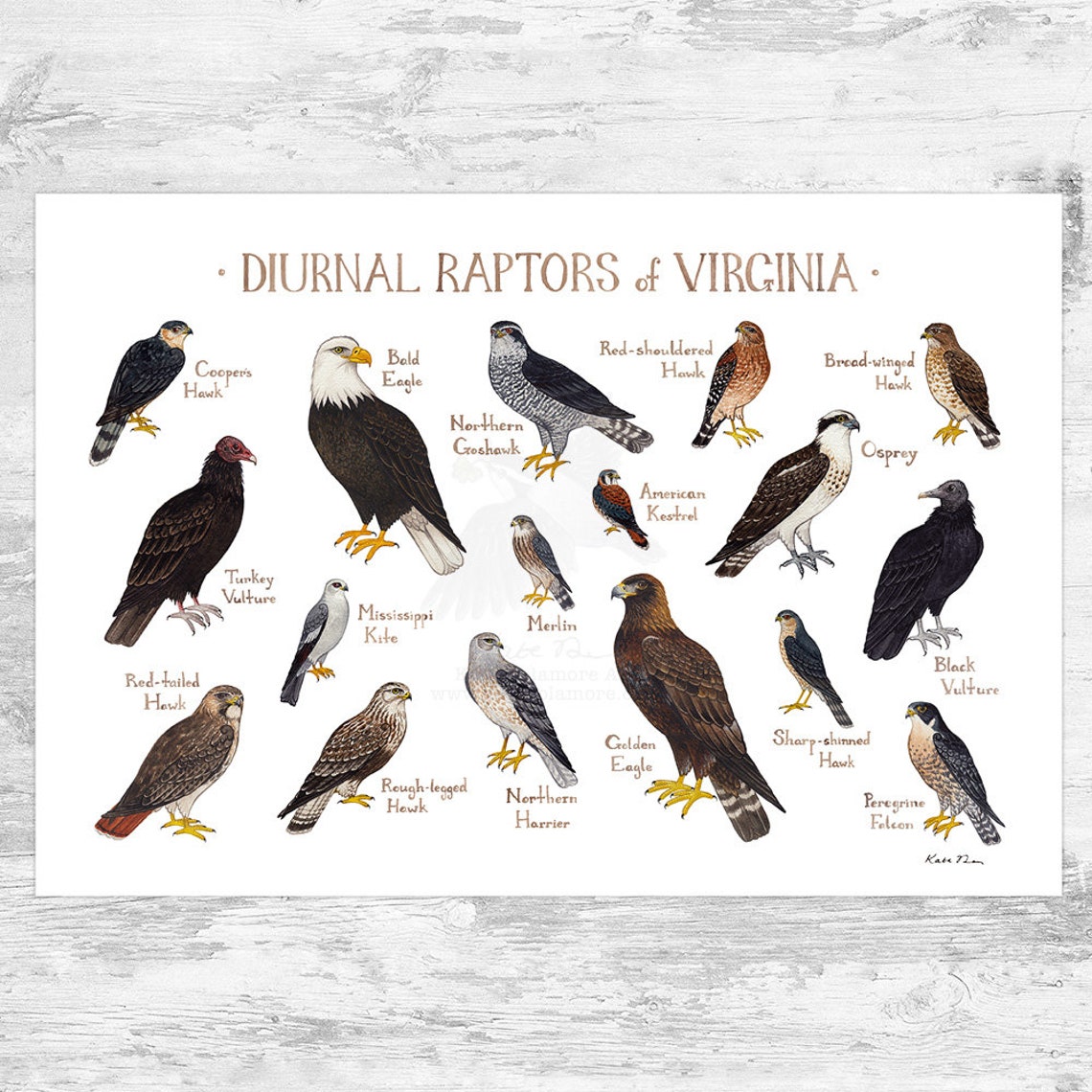 Virginia Diurnal Raptors Field Guide Art Print / Hawks - Etsy