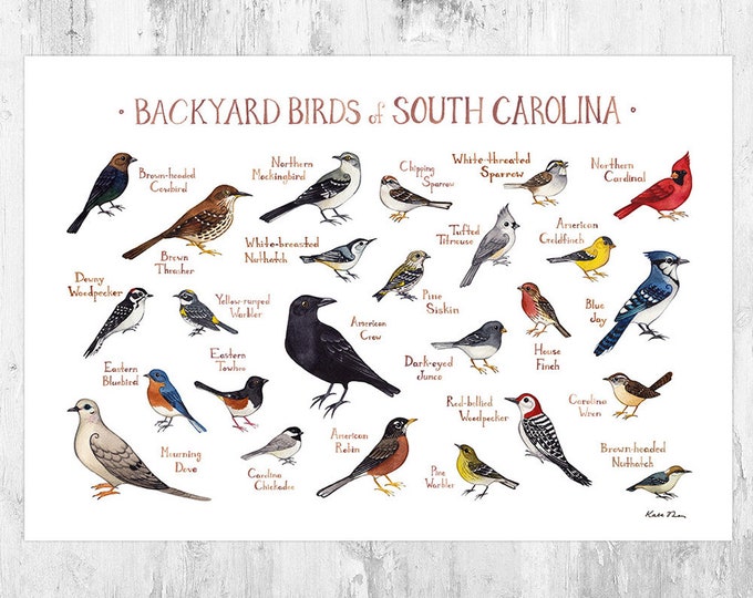 South Carolina Backyard Birds Field Guide Art Print / - Etsy